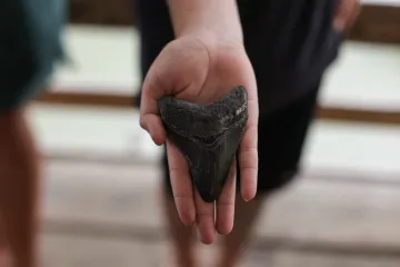 Public Shark Tooth Excursion in Savannah, GA | Bull River Marina